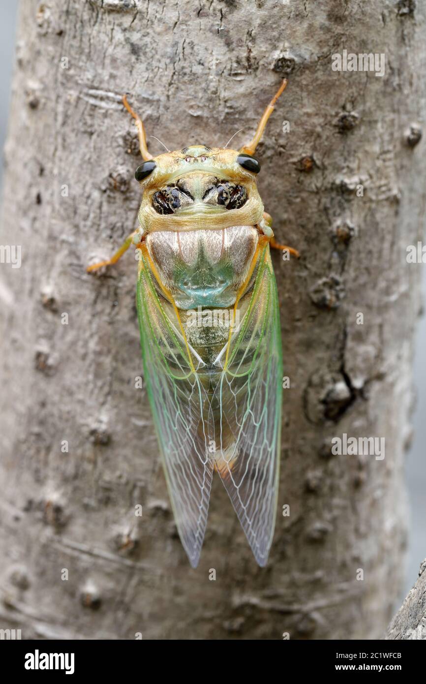 Macro image of a newly cicada molting process Stock Photo - Alamy