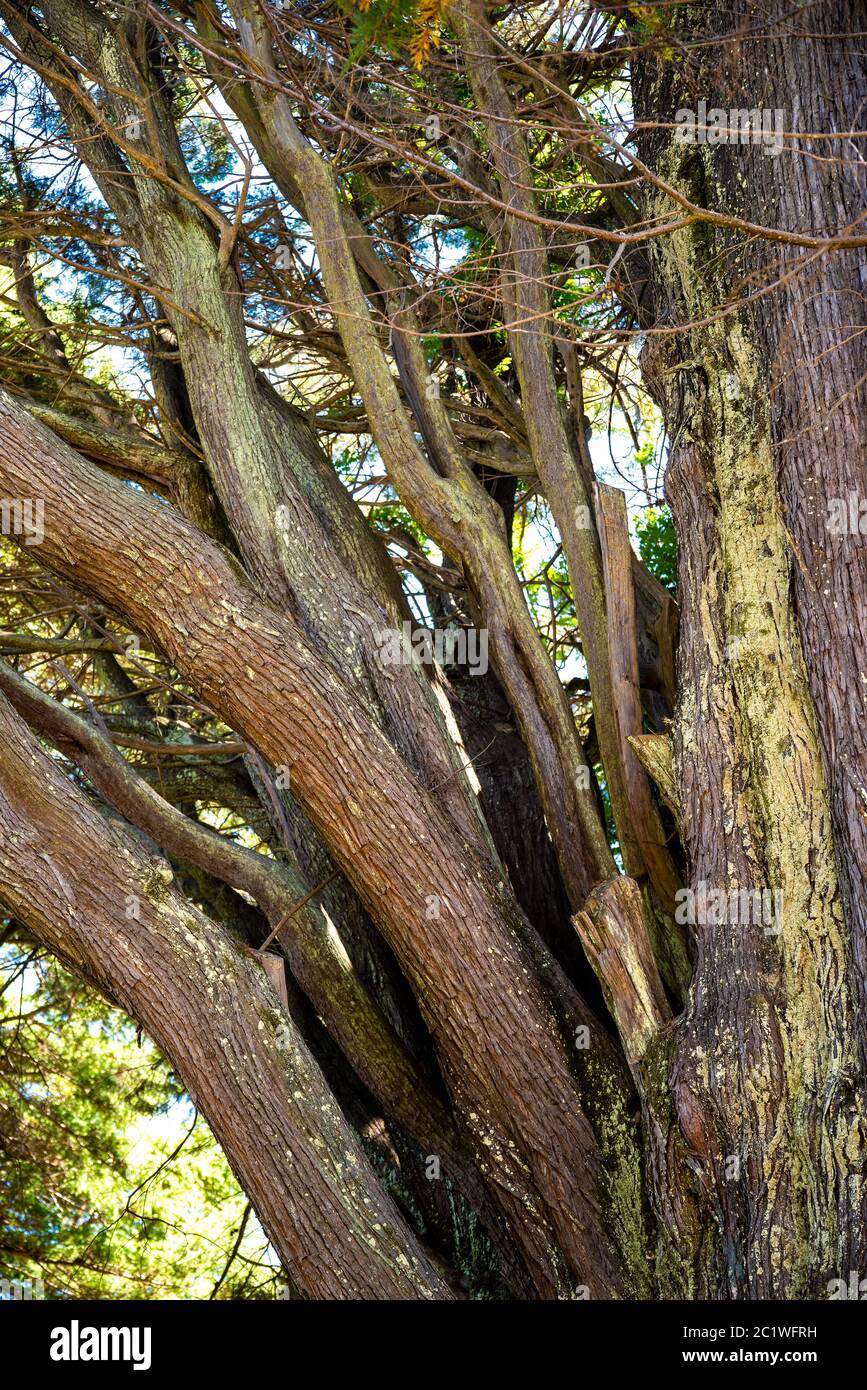 mysterious tree in Lota, Chile Stock Photo - Alamy