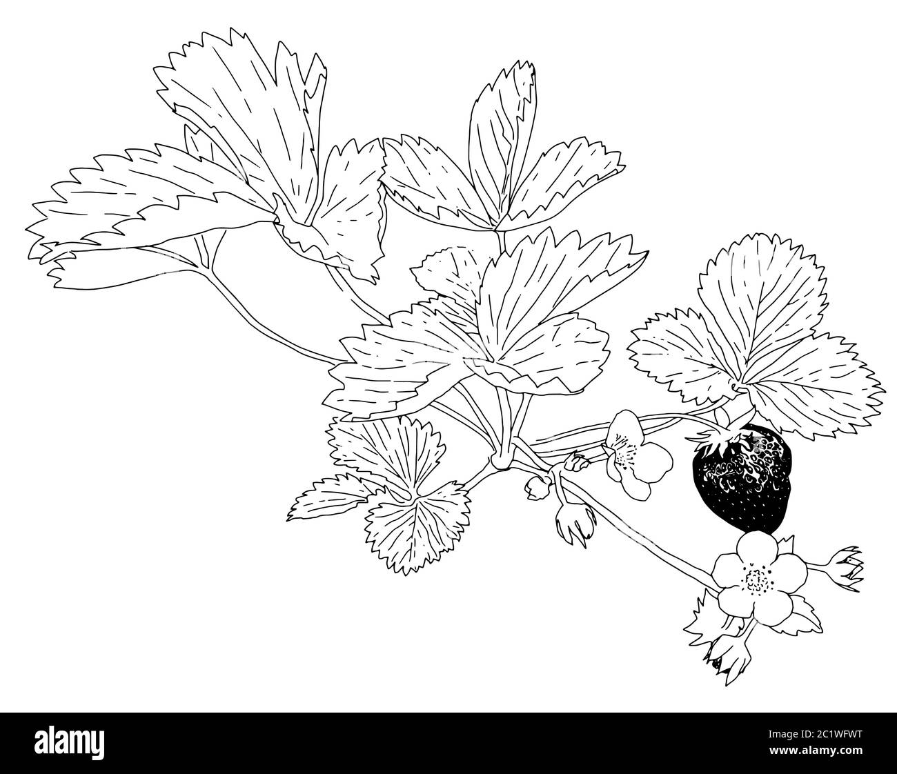 The outline of the strawberry berries and flower hand Drawn vector ...