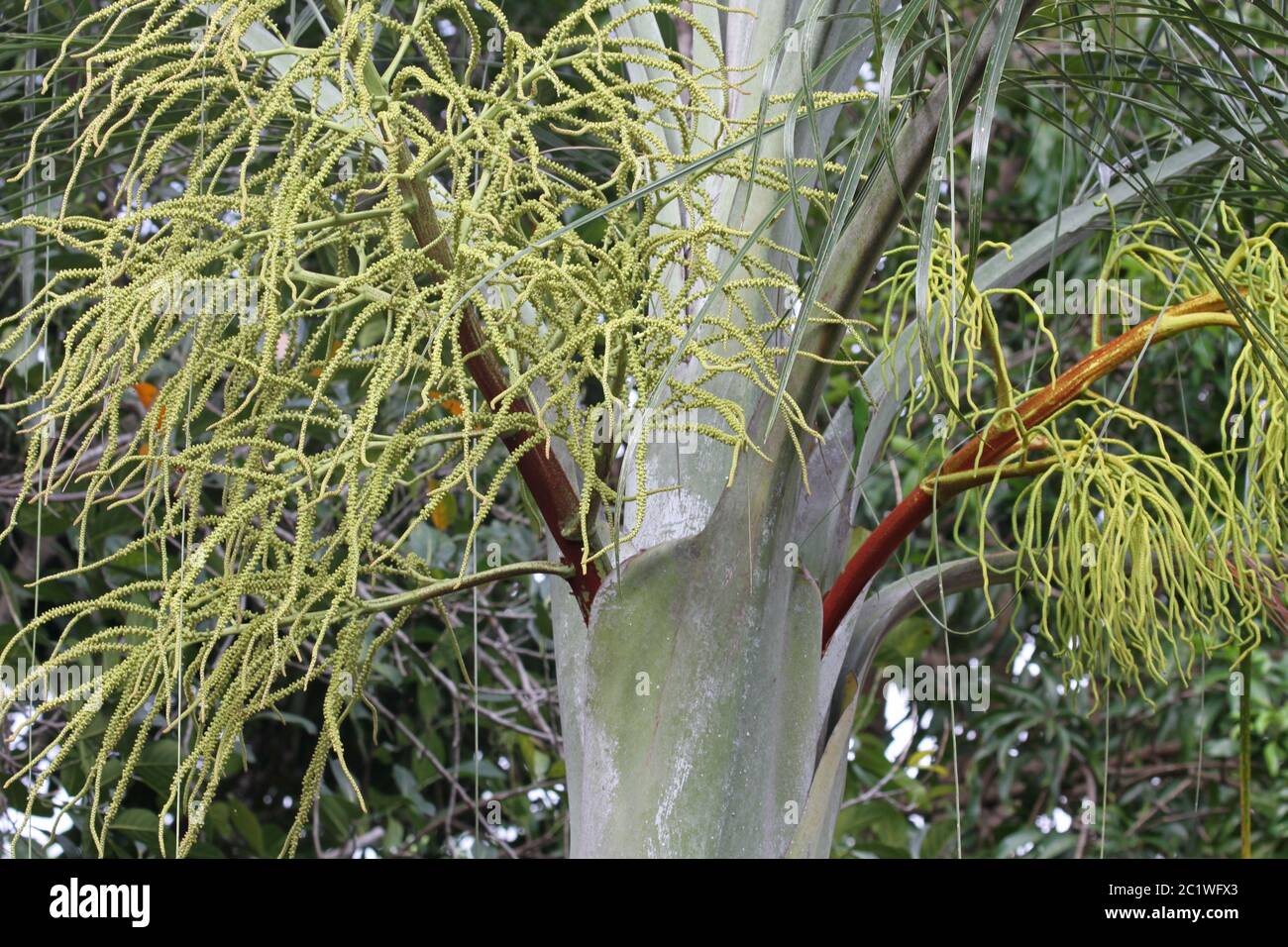 King palm tree, (Archontophoenix alexandrae) inflorescence flowers ...