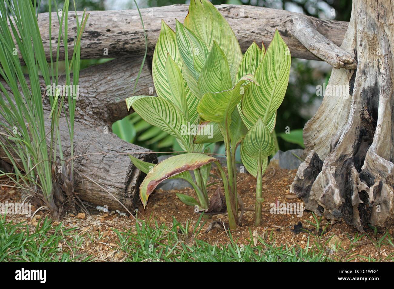 Lemongrass and filigree or white feather hosta, Nosy Komba Island ...