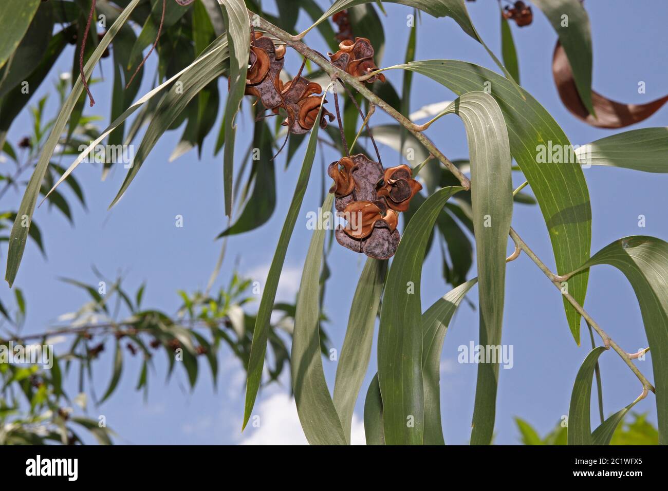 Earleaf acacia, (Acacia auriculiformis), Nosy Komba Island, Madagascar ...