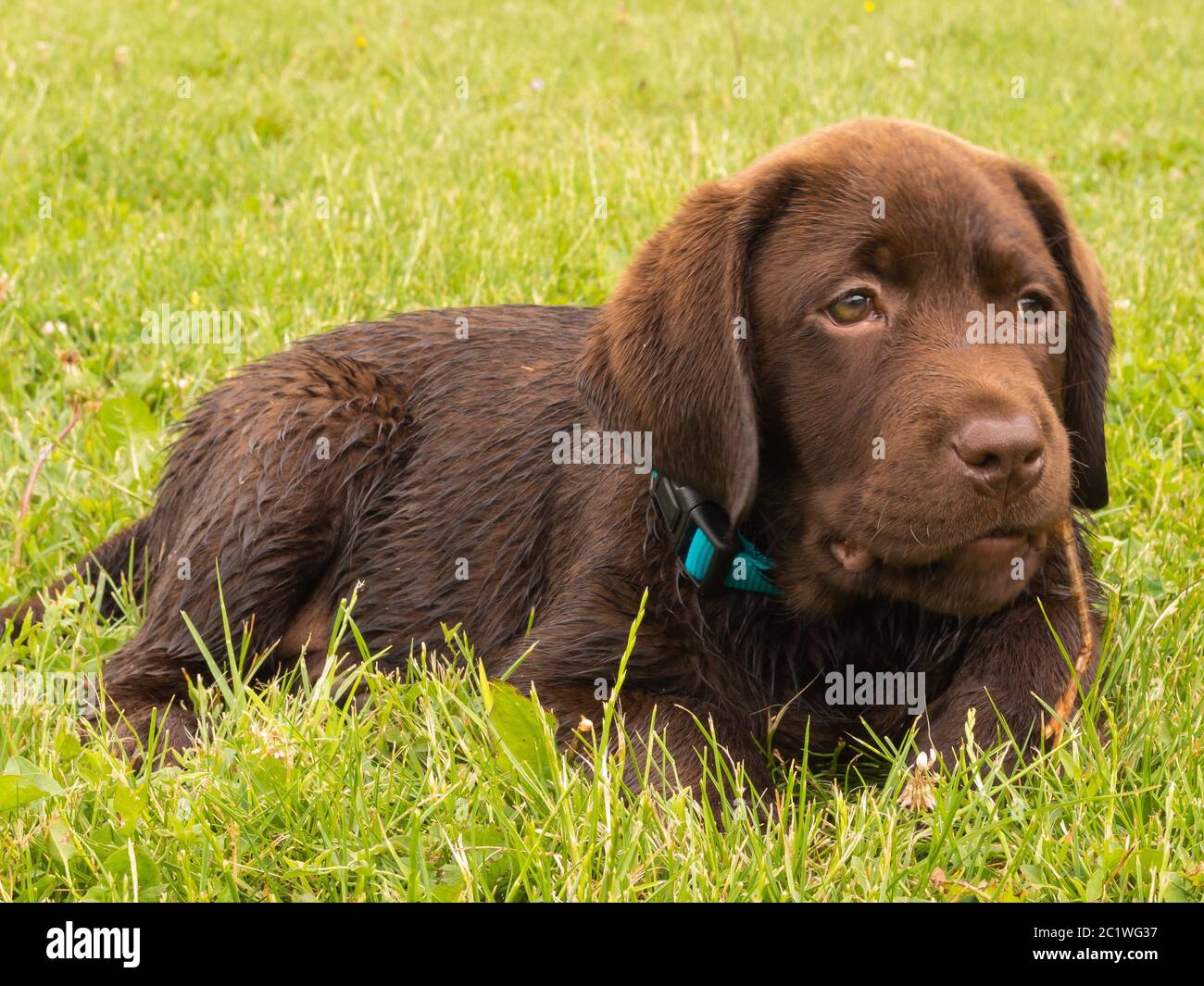 Young brown labrador in green hi-res stock photography and images - Alamy