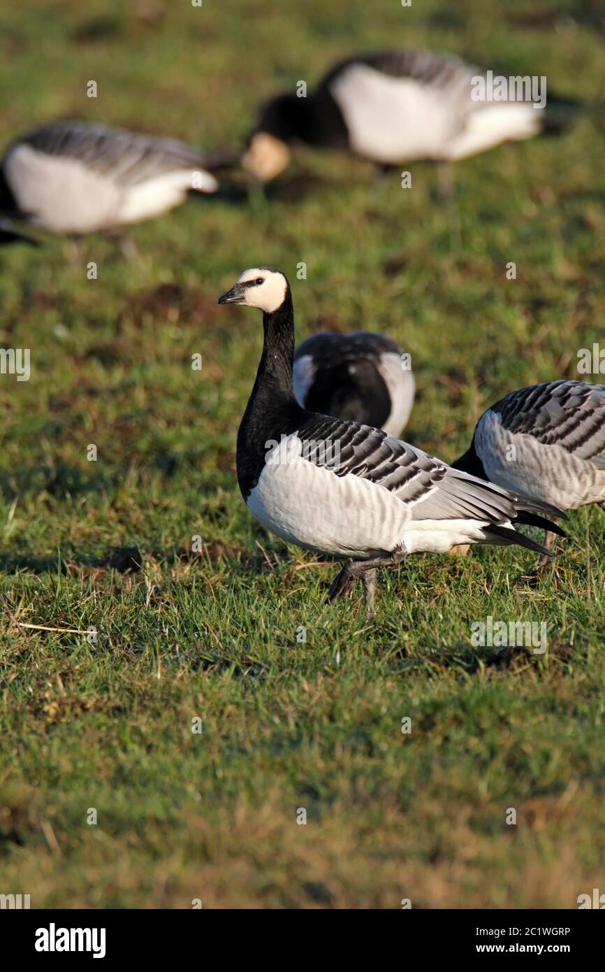 Field flock birds hi-res stock photography and images - Alamy