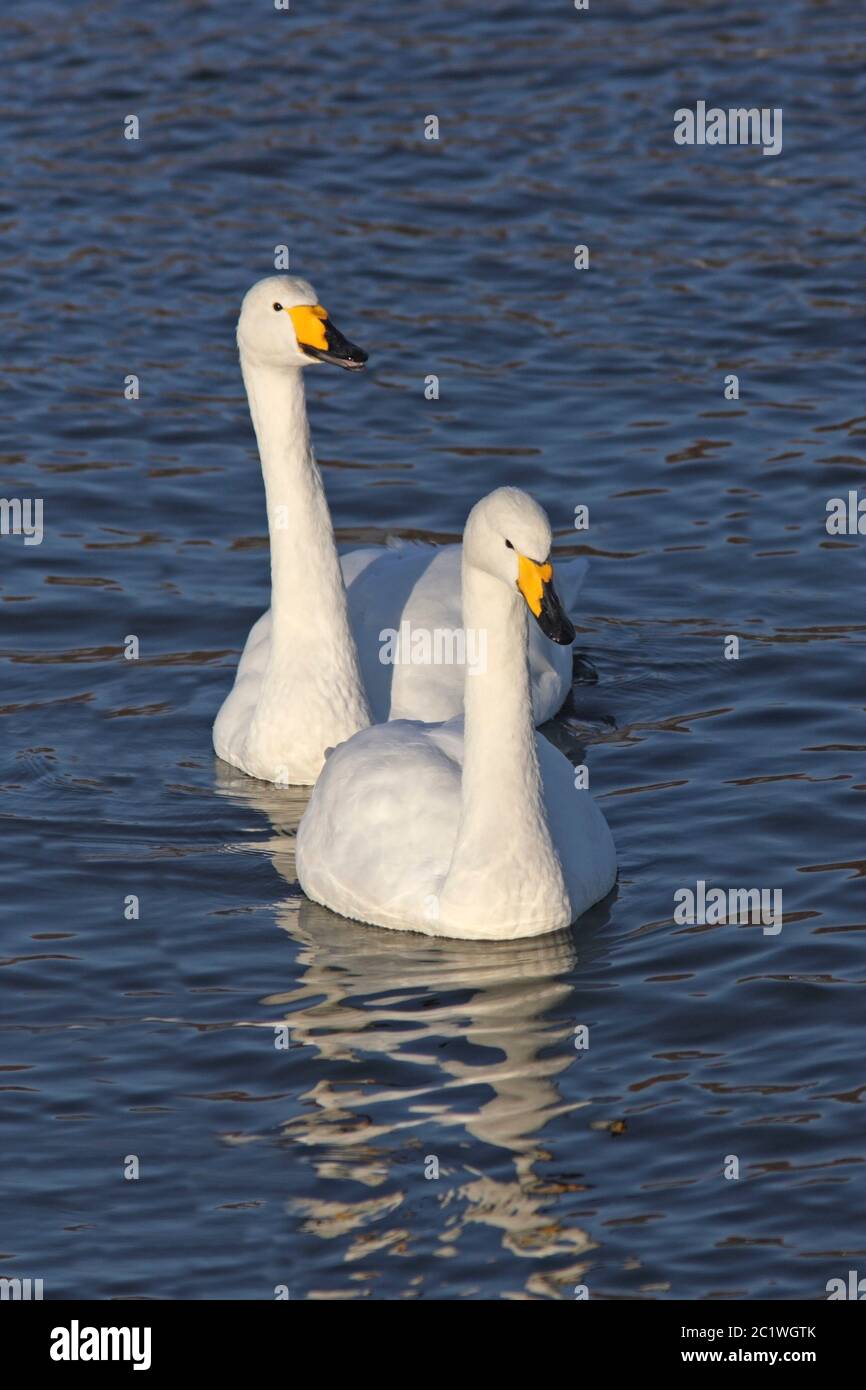 Whooper swan pair hi-res stock photography and images - Alamy