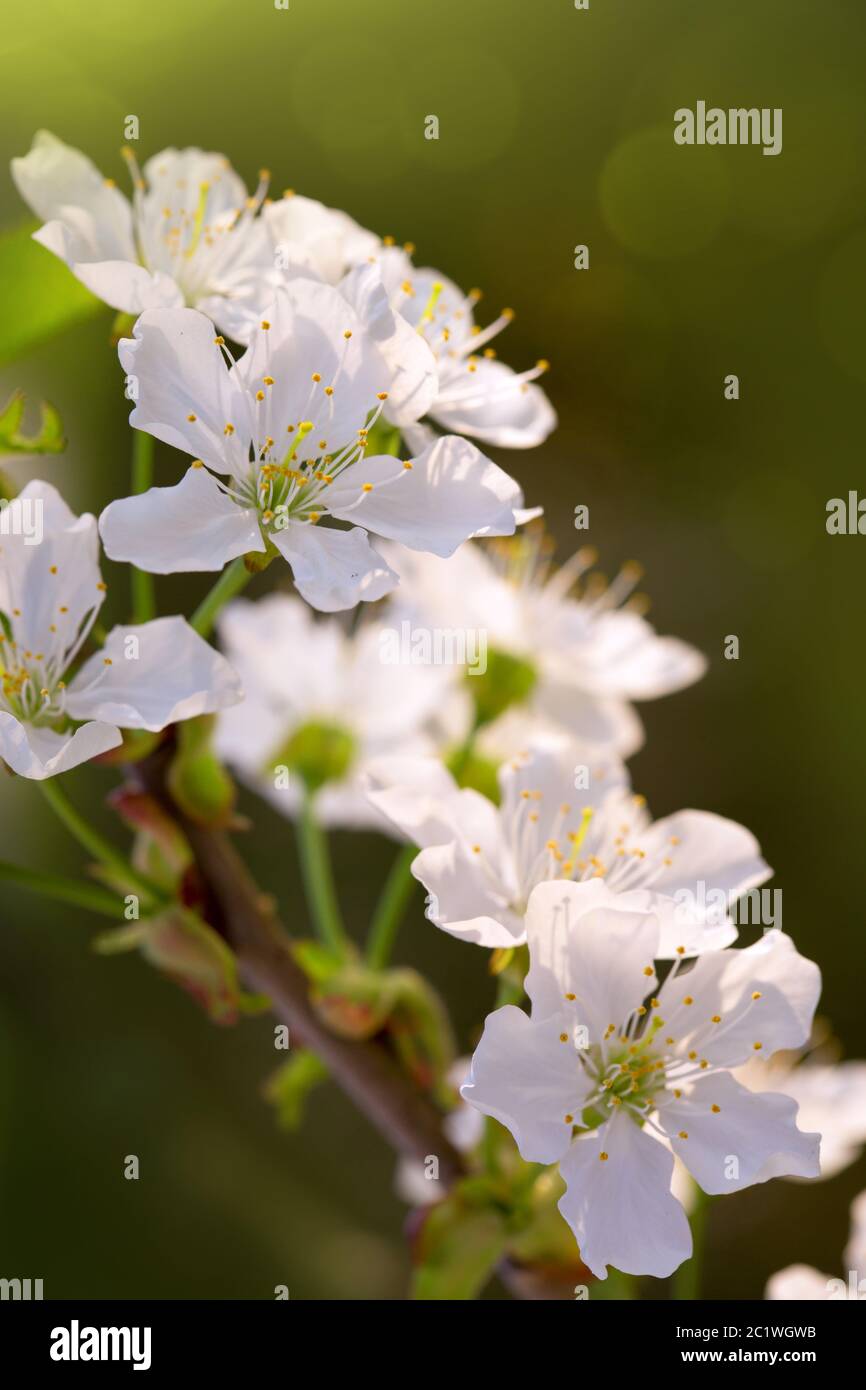 Blossom tree over green nature background. Spring background Stock ...