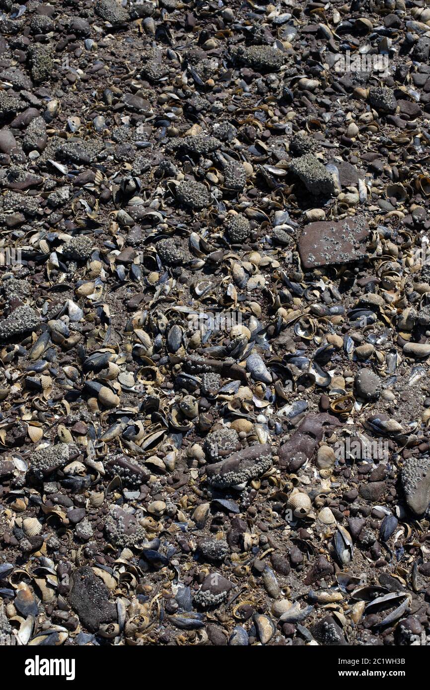 Shingle shells stones hi-res stock photography and images - Alamy