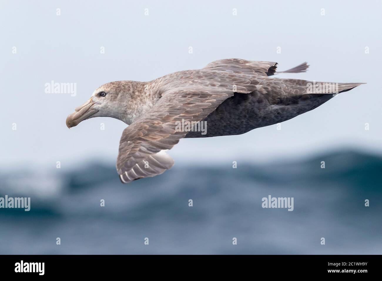 Northern Giant Petrel (Macronectes halli), individual in flight over ...