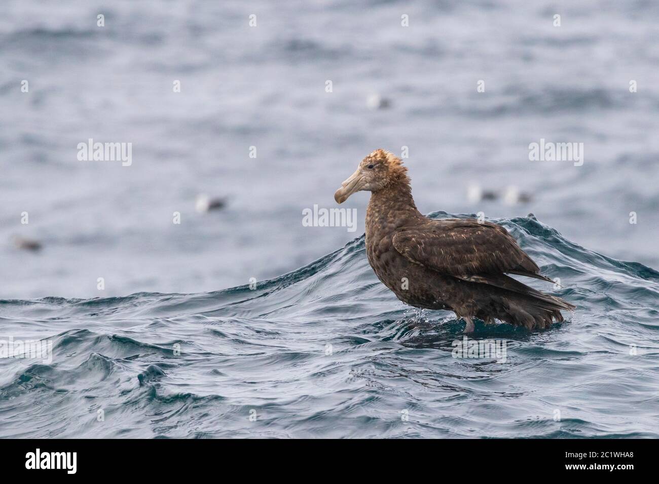 Northern Giant Petrel (Macronectes halli), immature at the sea, Western ...