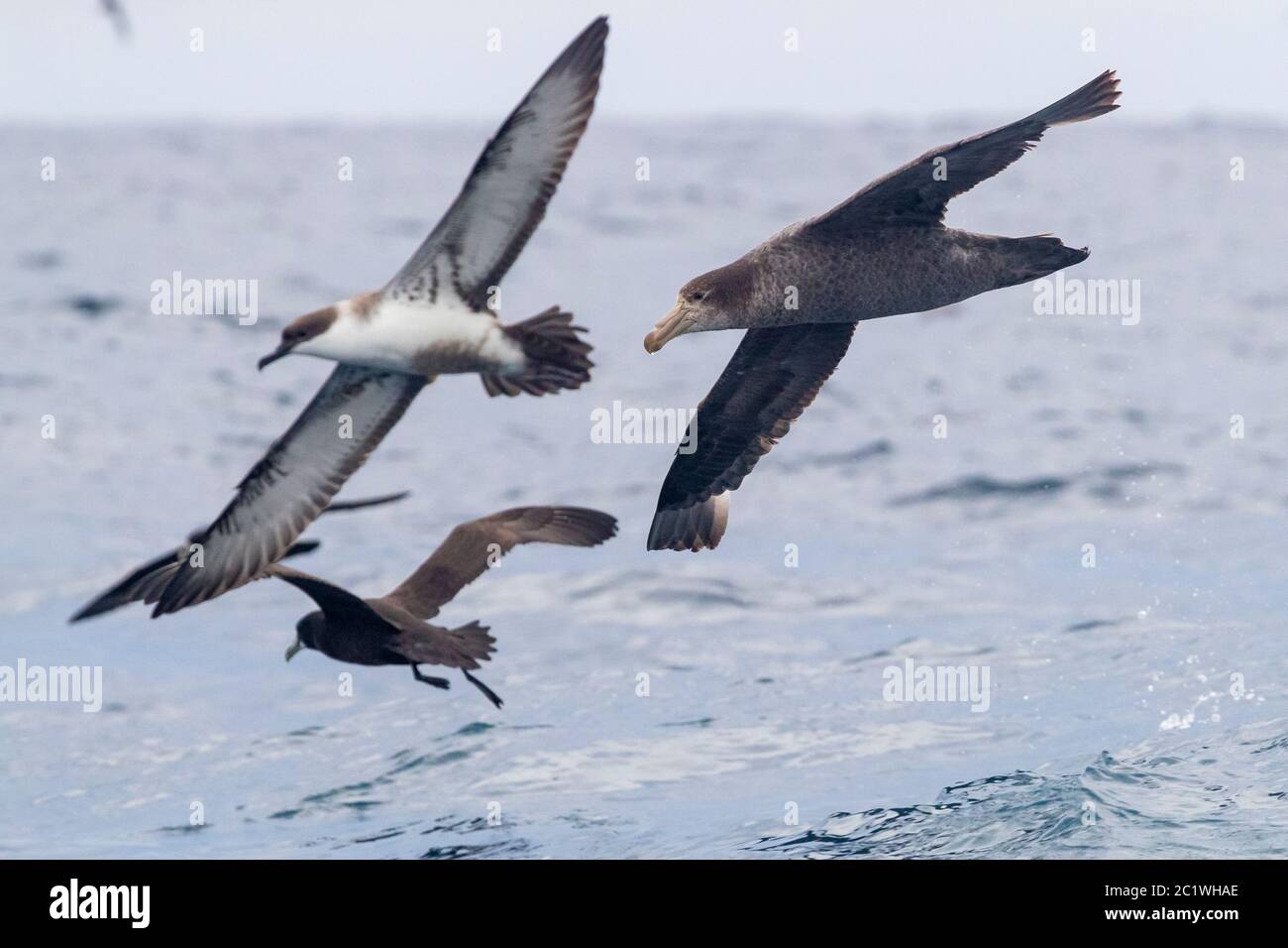 Northern Giant Petrel (Macronectes halli), individual in flight ...
