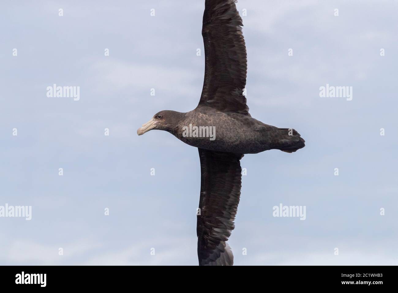 Northern Giant Petrel (Macronectes halli), immature in flight seen from ...