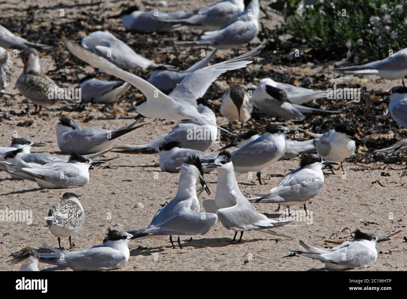 Sandwich terns courtship uk hi-res stock photography and images - Alamy