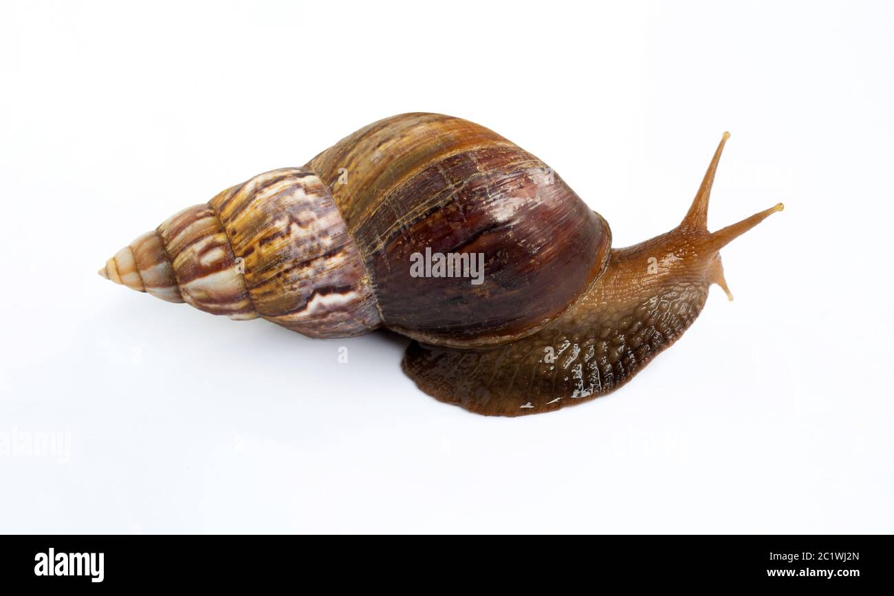 Snail isolated on white background. copy space Stock Photo - Alamy