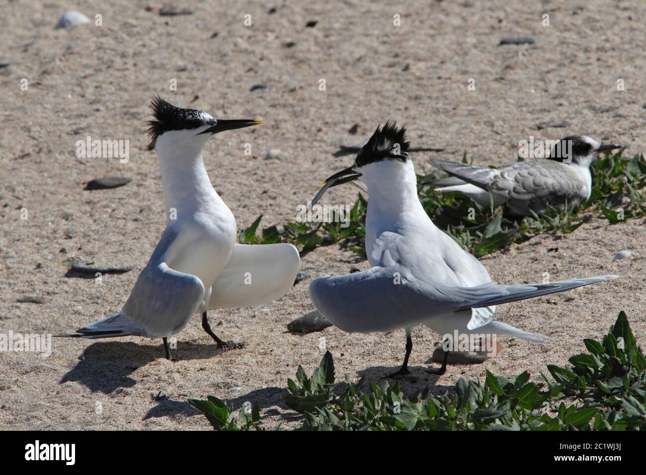 Sandwich terns courtship uk hi-res stock photography and images - Alamy