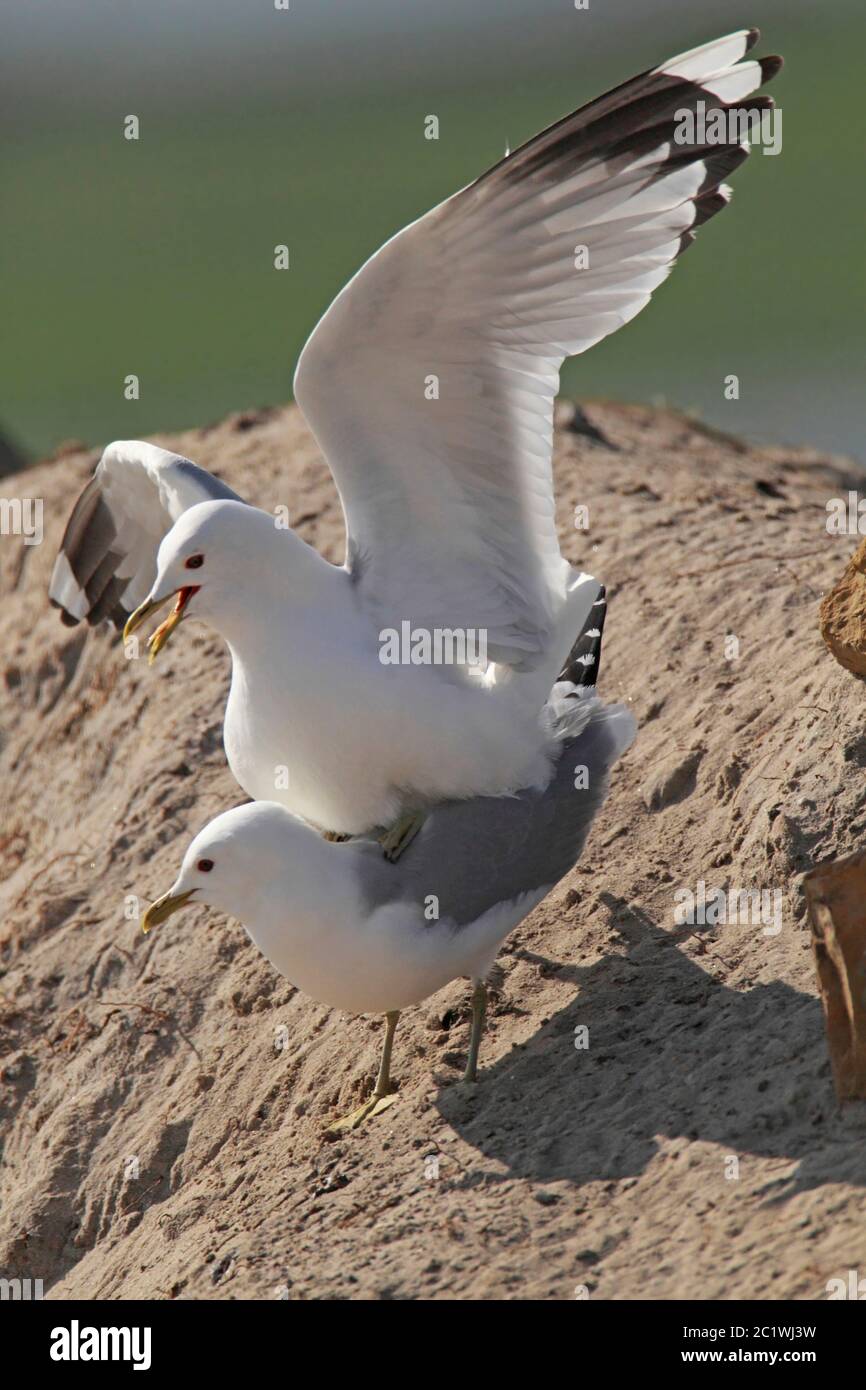COMMON GULL (Larus canus) seagull pair mating, Scotland, UK Stock Photo ...