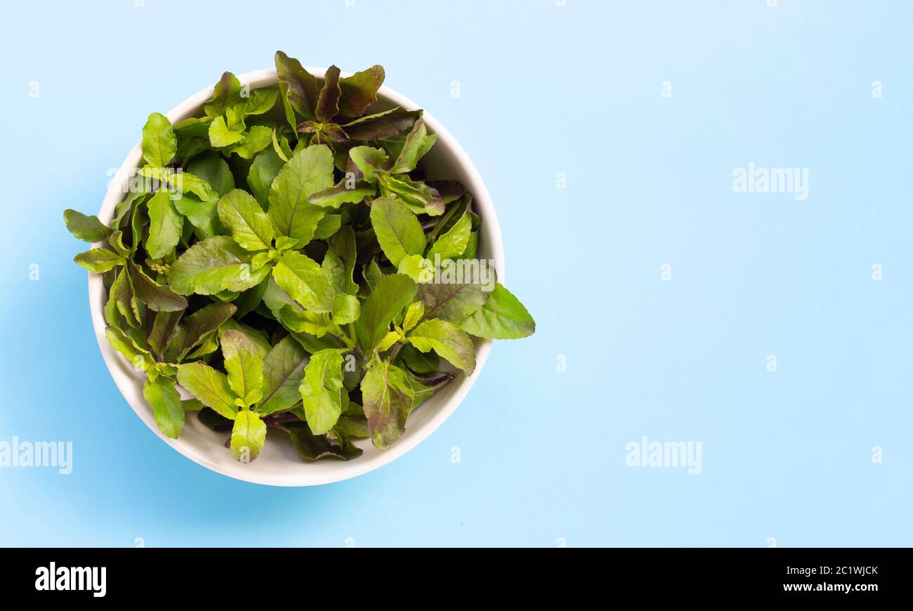 Fresh holy basil leaves in white bowl on blue background. Copy space ...