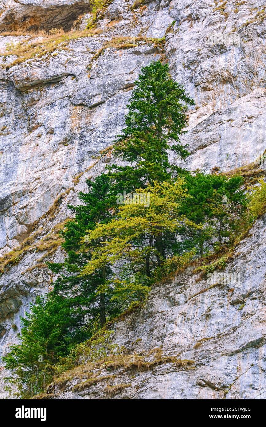 Pine tree ecosystem hi-res stock photography and images - Alamy