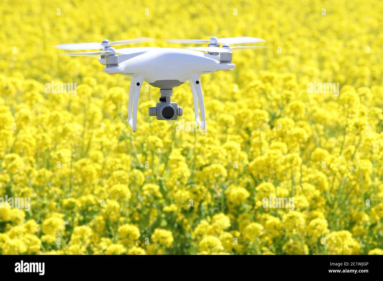 remote control and flying surveillance drone with yellow canola flowers ...