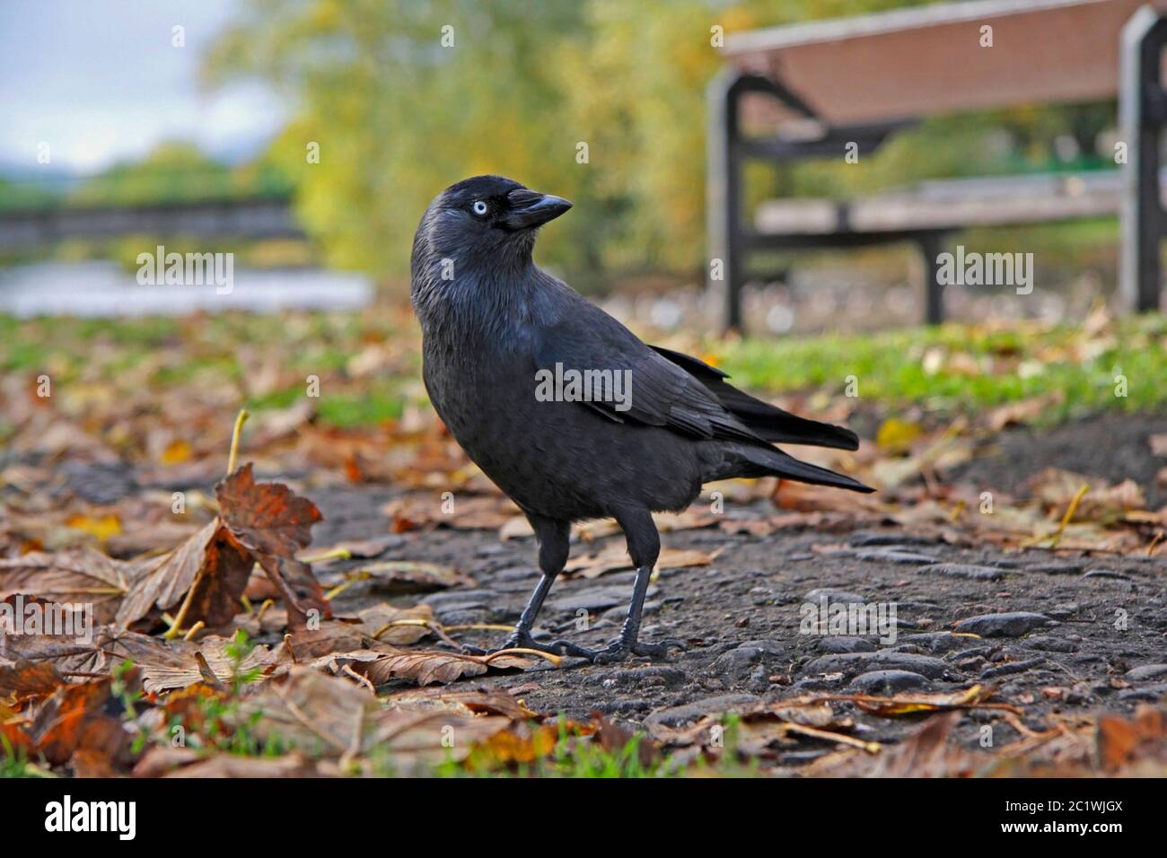 Jackdaws uk hi-res stock photography and images - Alamy