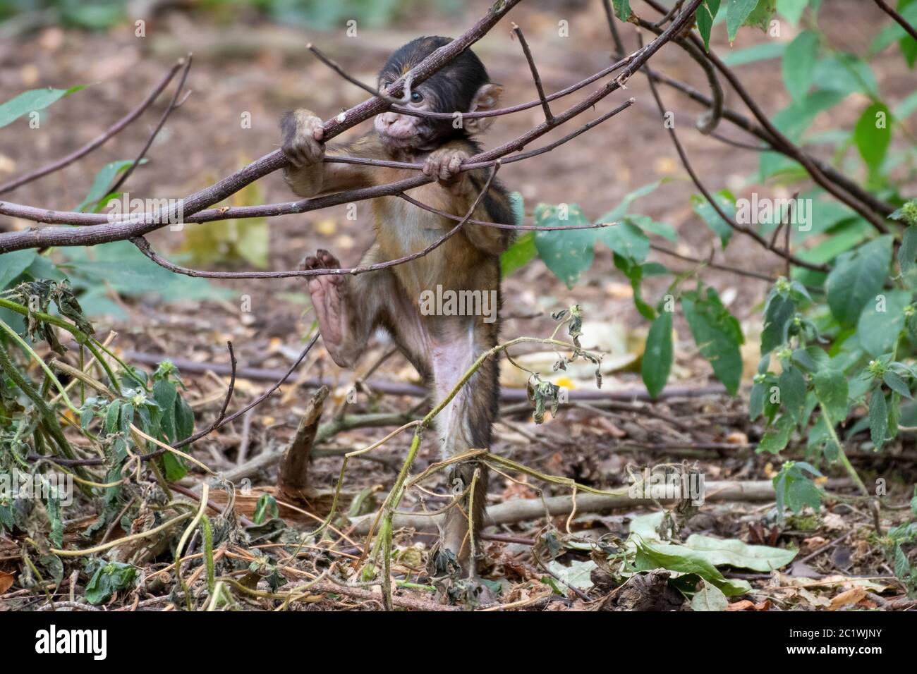 Close up of a young monkey in an animal park in Germany Stock Photo - Alamy