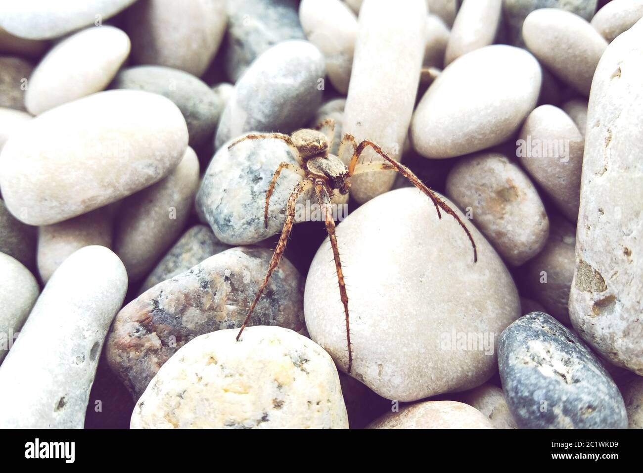 Spider on beach macro hi-res stock photography and images - Alamy