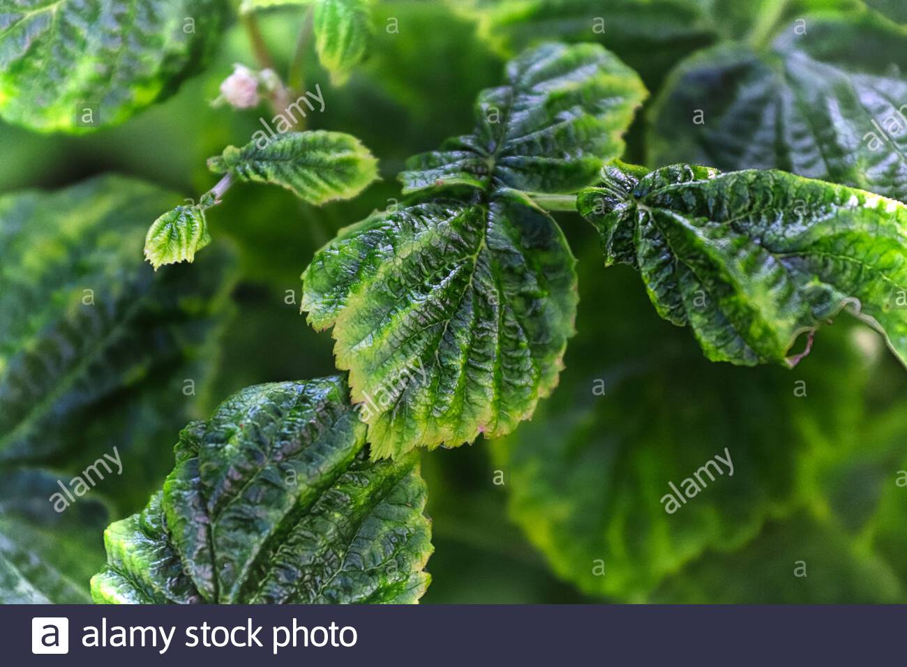 Mosaic Virus High Resolution Stock Photography and Images - Alamy