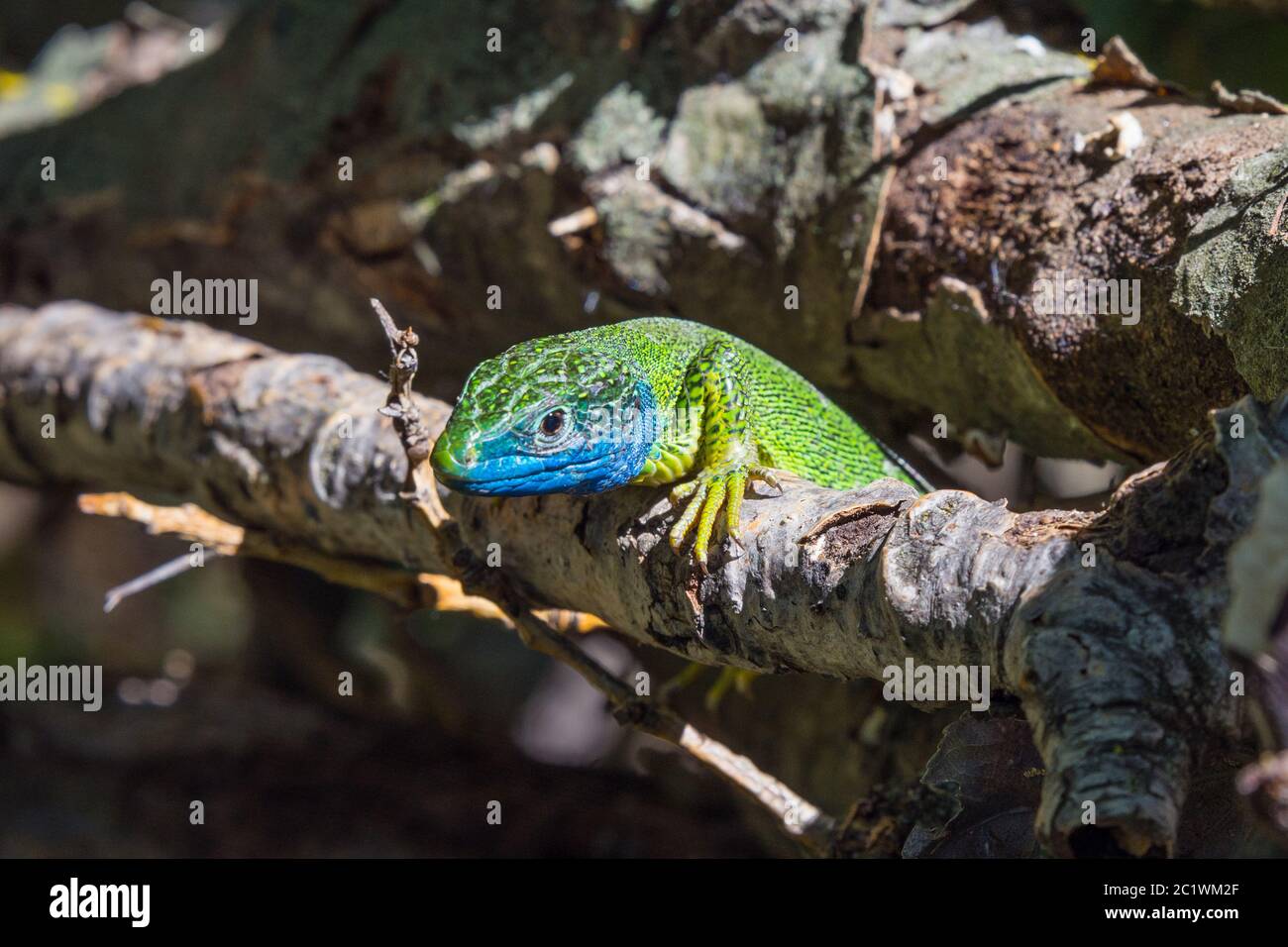 Colorful predator hi-res stock photography and images - Alamy