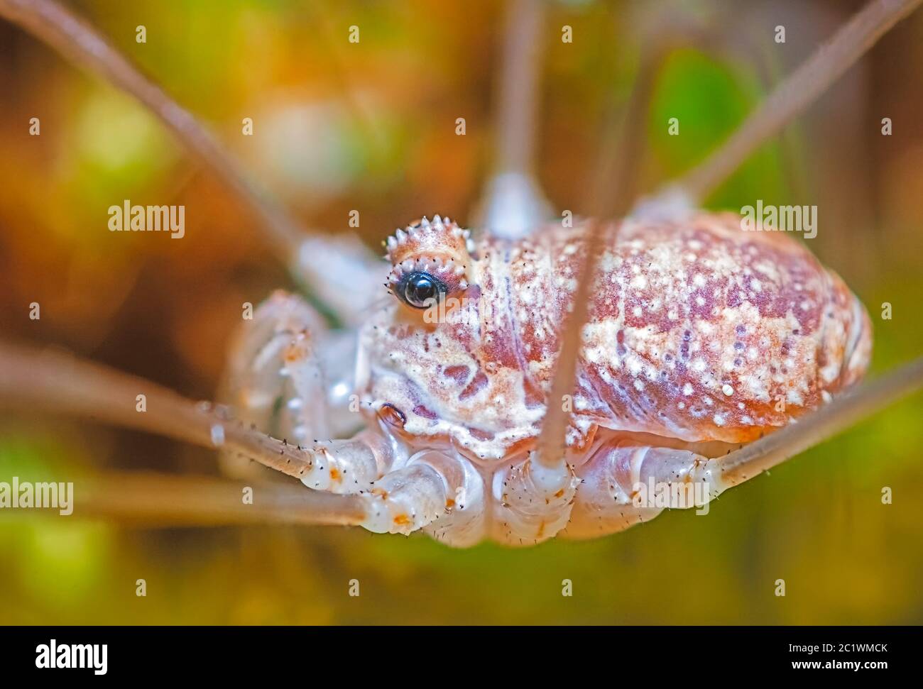 Close up picture of Opiliones, harvestmen, daddy longlegs Stock Photo ...