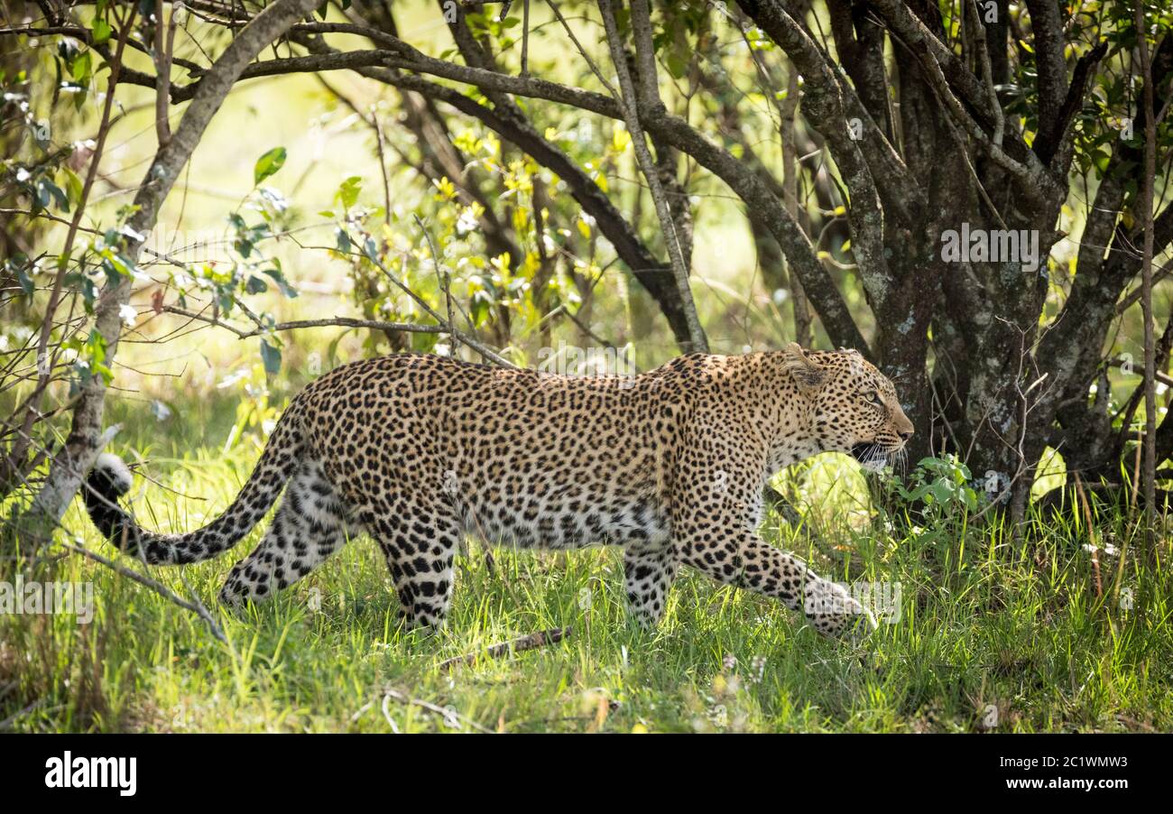 Side view leopard hi-res stock photography and images - Alamy
