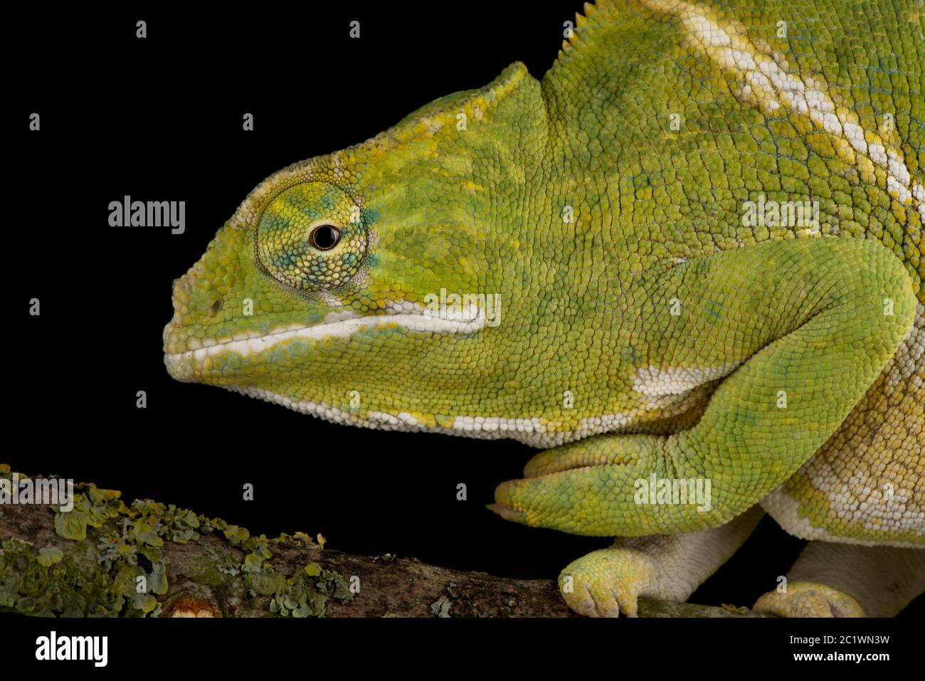 Rainforest chameleon hi-res stock photography and images - Alamy
