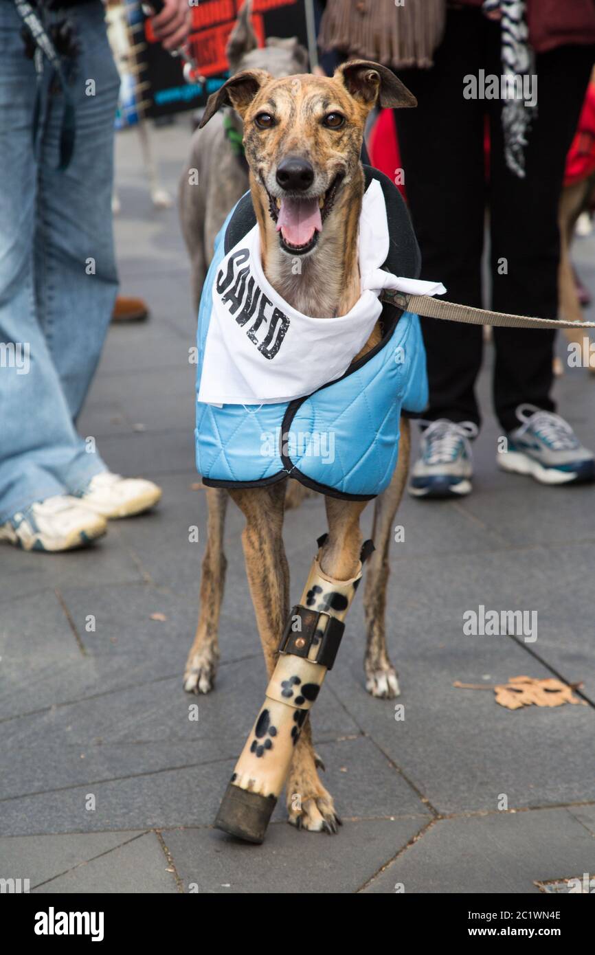 Former racing dog Millie the greyhound who is the first dog in ...