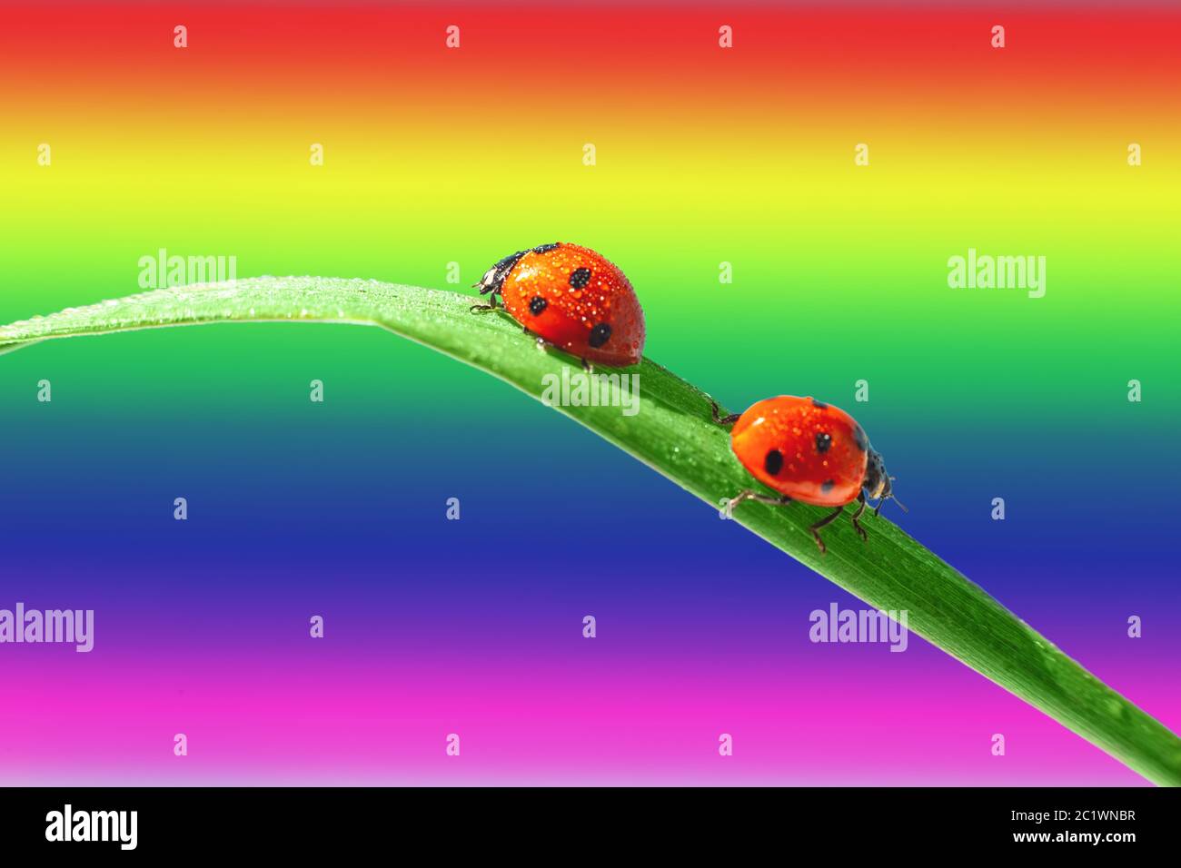 Rainbow Ladybugs 🌈 Marinette Rainbow Transformation! Ladybug's New