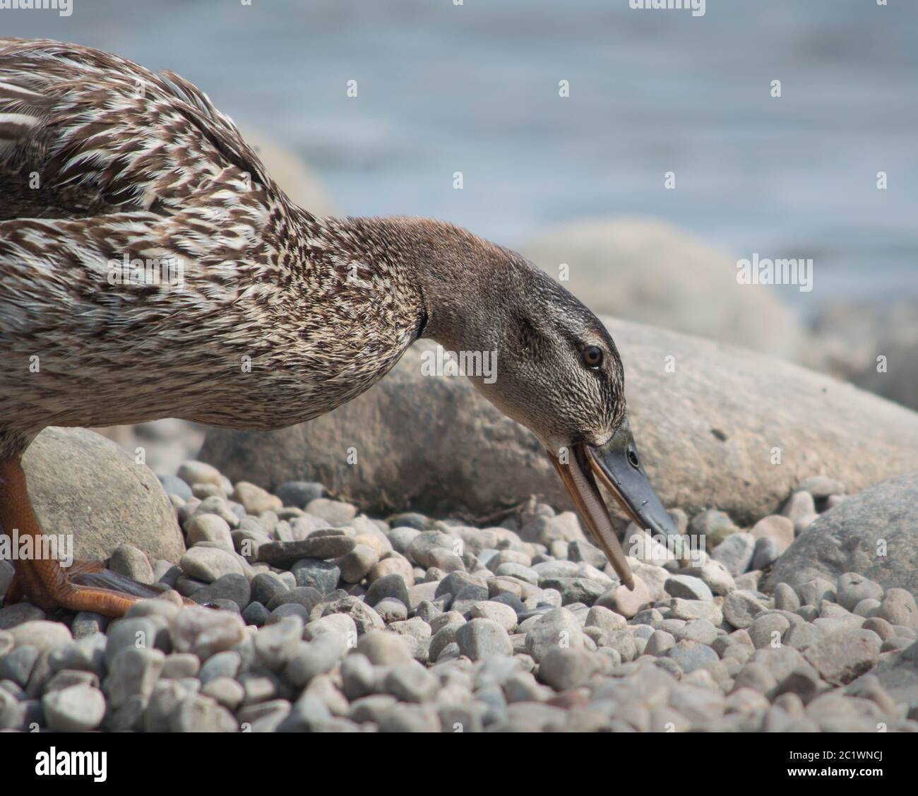 Brown duck eating Stock Photo - Alamy