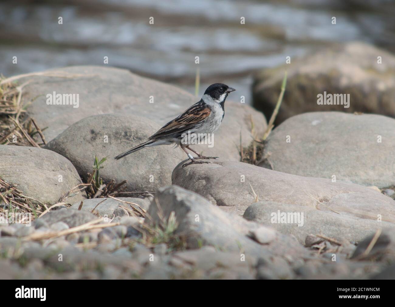 Watching lake hi-res stock photography and images - Alamy