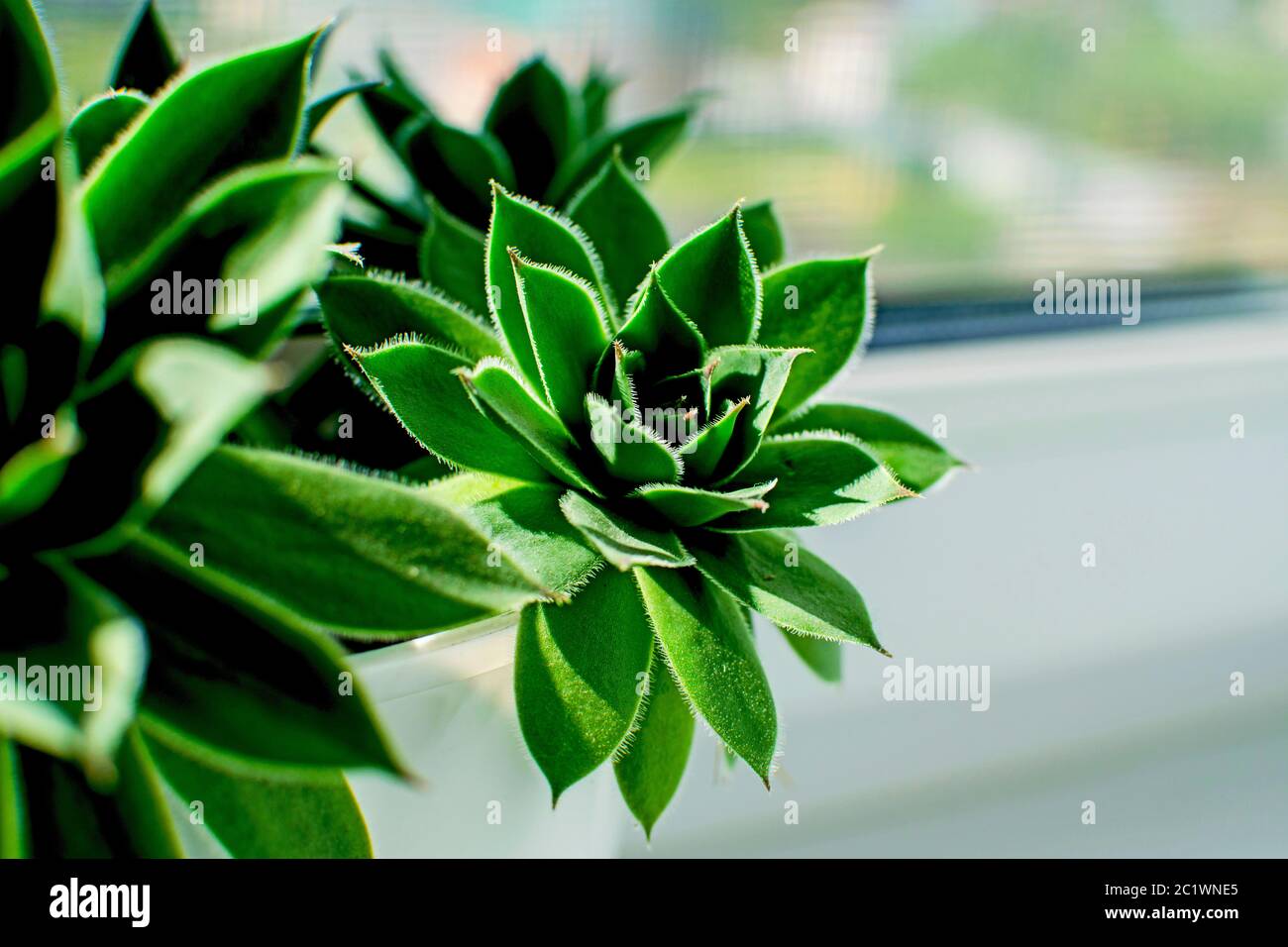 Succulent terrarium hi-res stock photography and images - Alamy