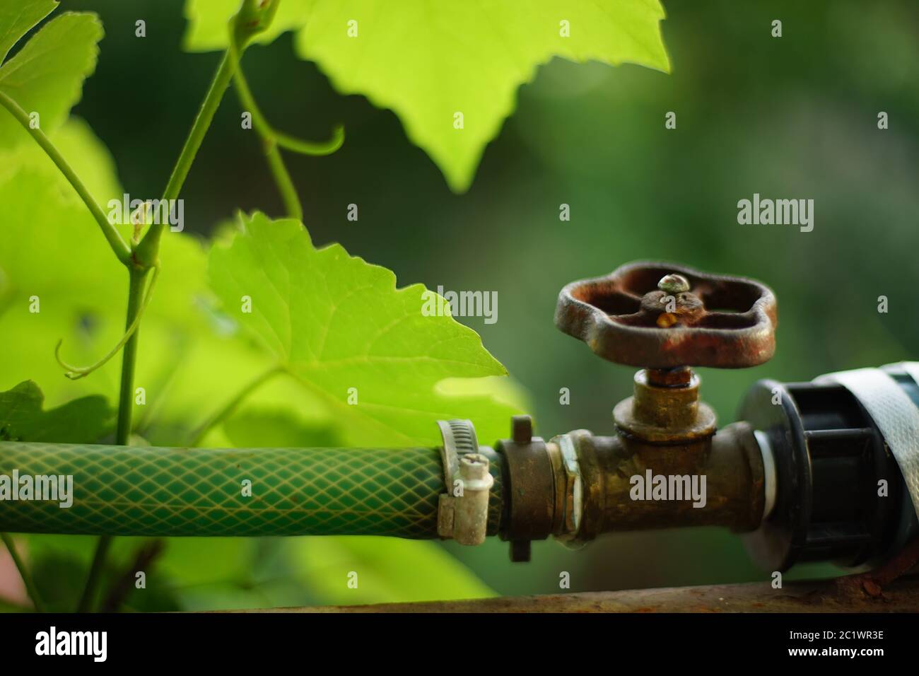 Old round tap and crimp pipes among grape leaves in the garden Stock ...