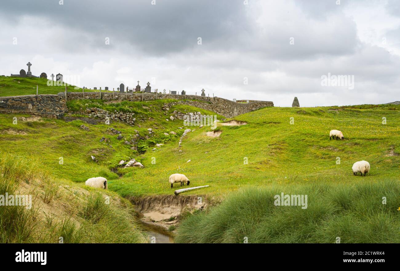 Sheep in the wild on a green hill near a cemetery in Ireland Stock ...