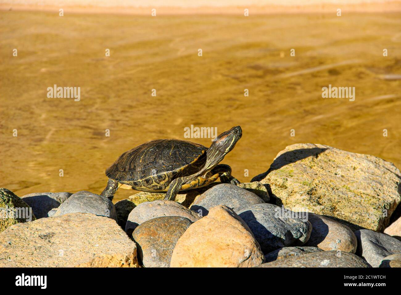 Turtle basking on the rocks hi-res stock photography and images - Alamy