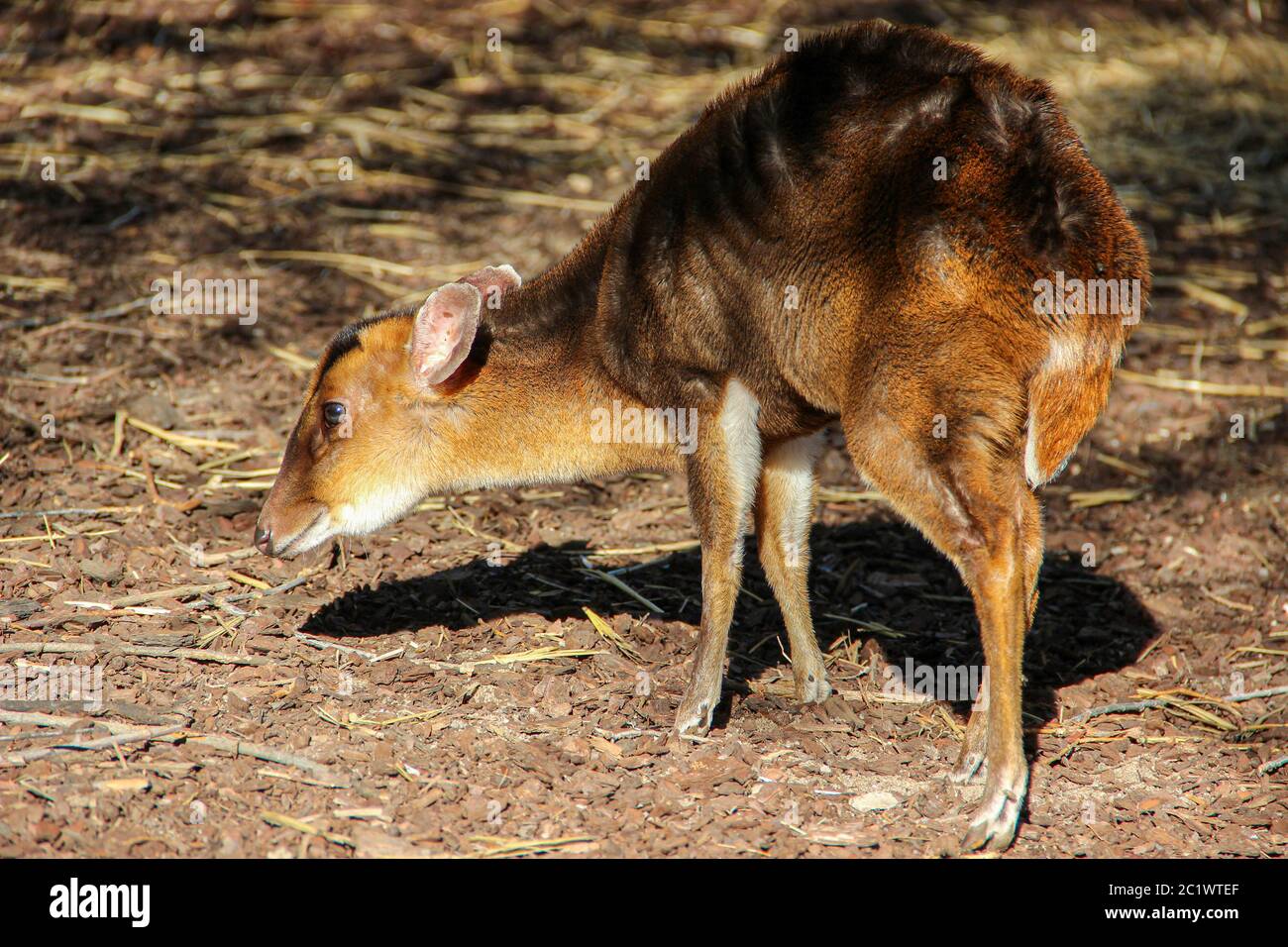 Baby muntjac deer hi-res stock photography and images - Alamy