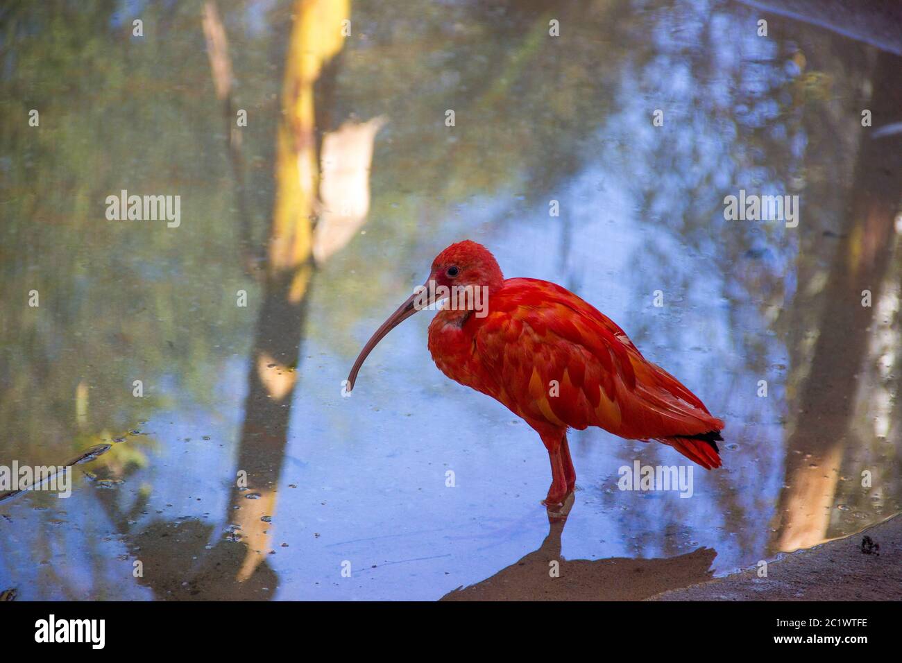 Scarlet ibis river hi-res stock photography and images - Alamy
