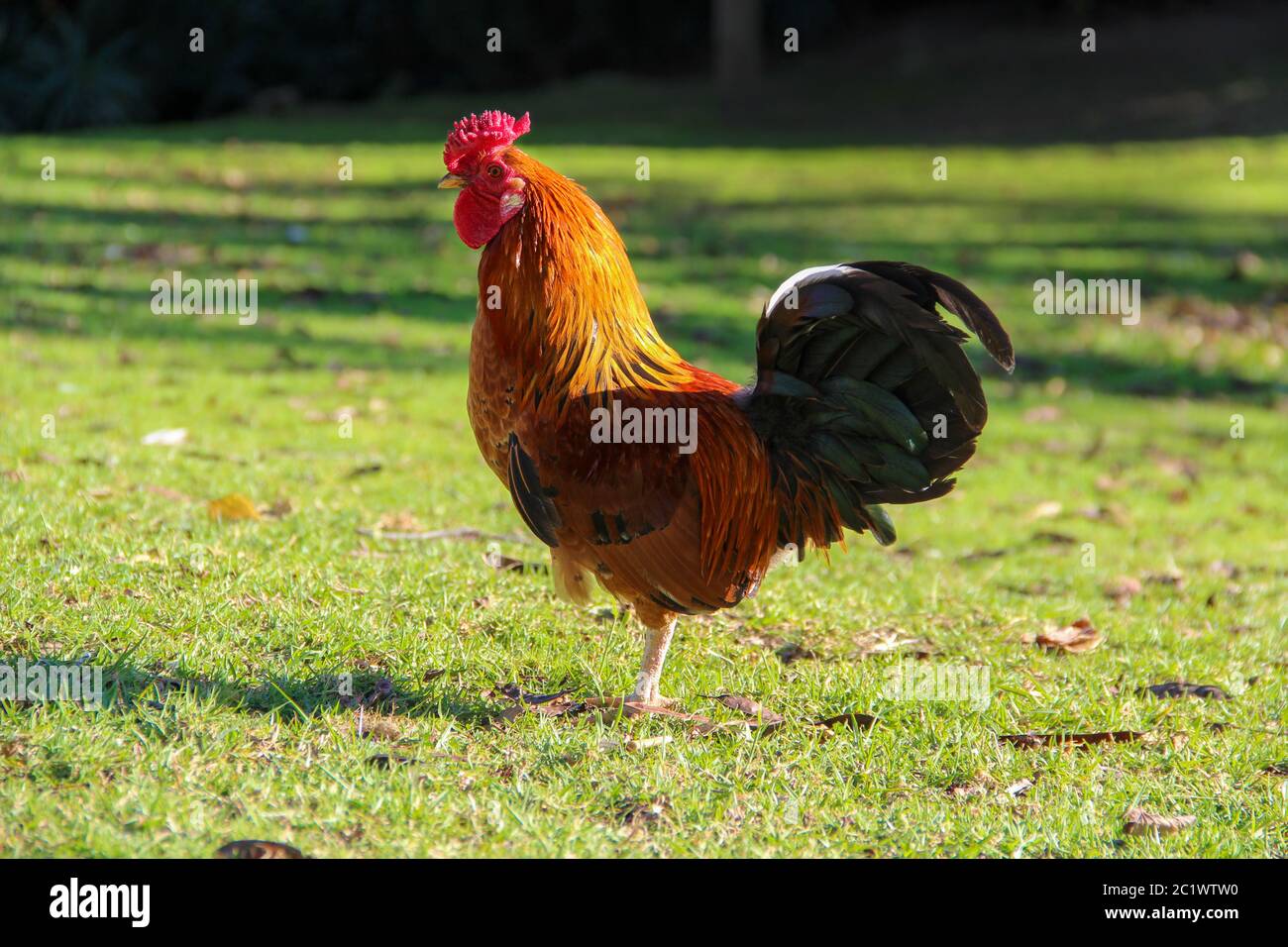 Rooster in sunny green grass Stock Photo - Alamy