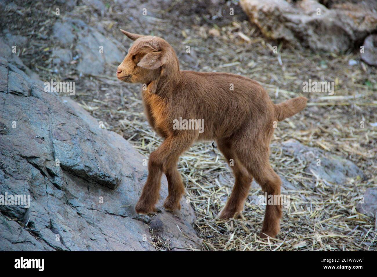 Brown baby goat walking and climbing up rocks Stock Photo - Alamy