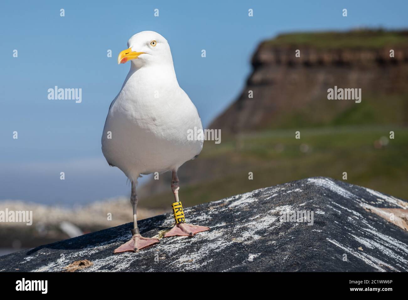 The ubiquitous Whitby seagull Stock Photo - Alamy