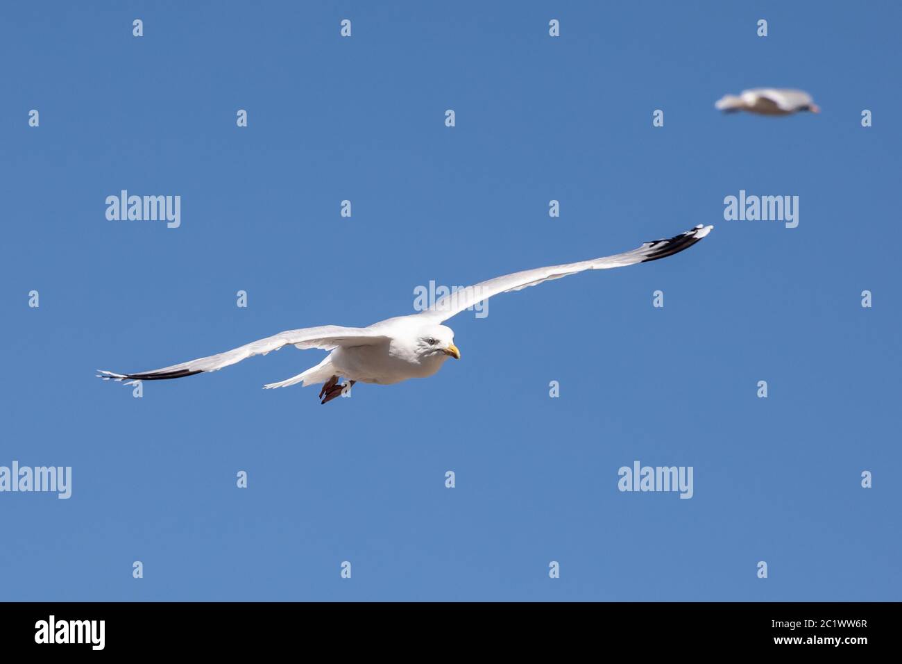 The ubiquitous Whitby seagull Stock Photo - Alamy