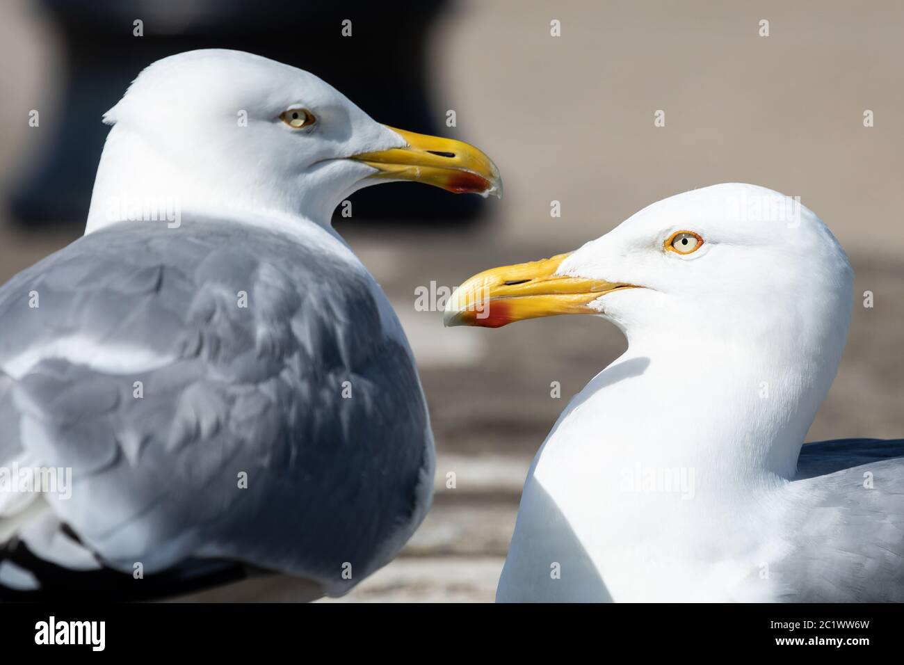 The ubiquitous Whitby seagull Stock Photo - Alamy