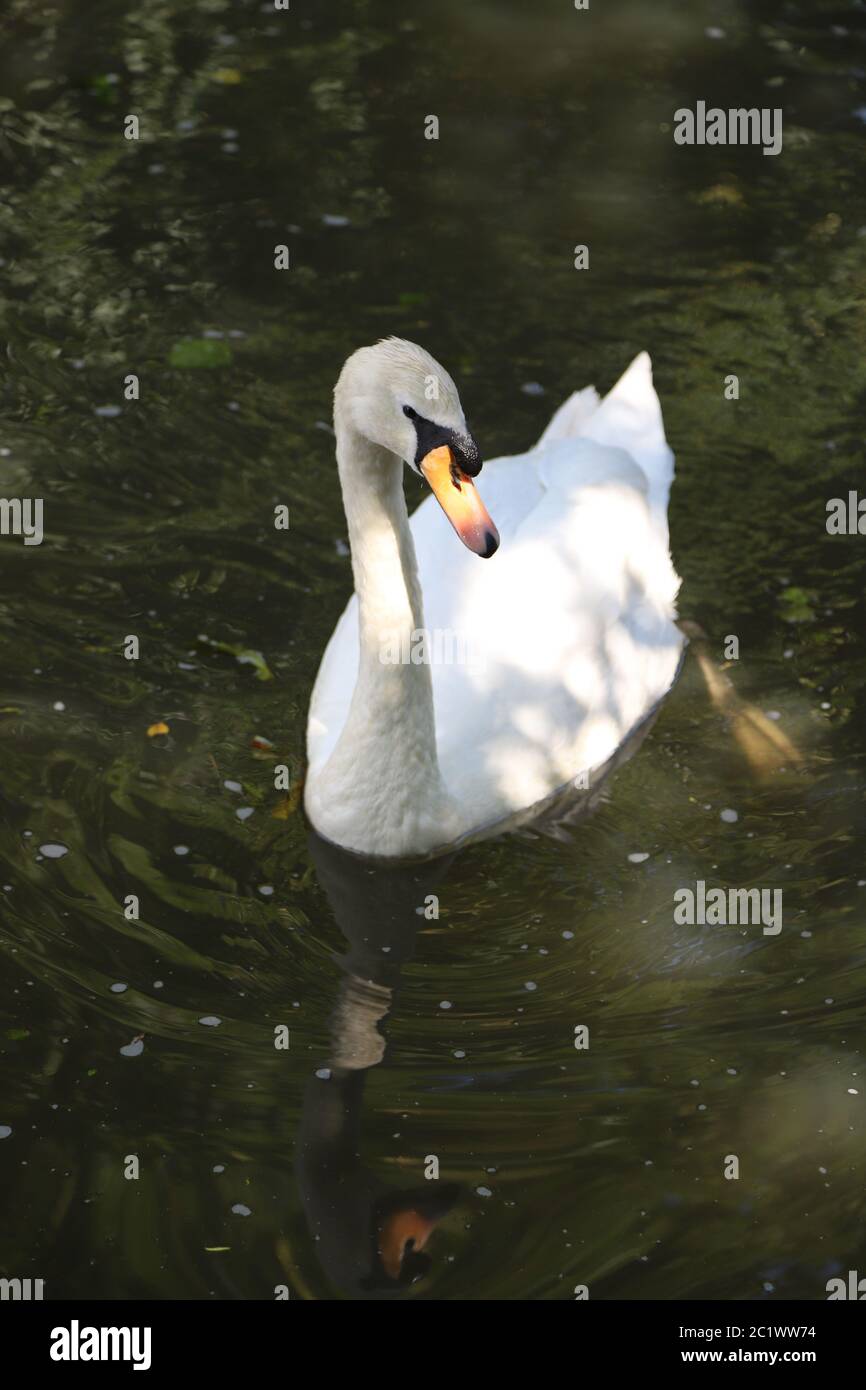 single swan swimming Stock Photo - Alamy