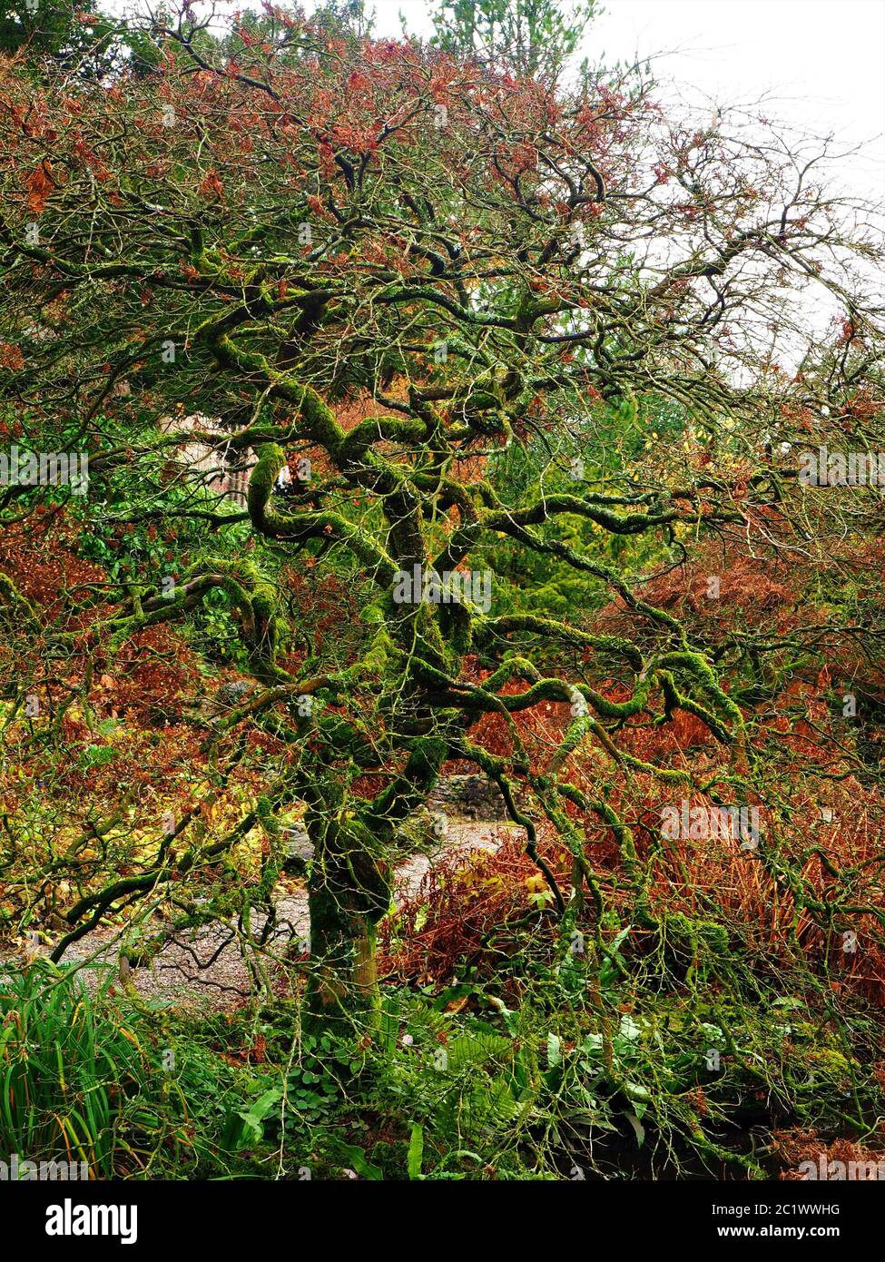 Twisted branches of a tree hi-res stock photography and images - Alamy