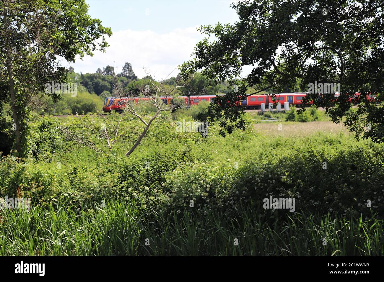 train through trees and countryside Stock Photo - Alamy