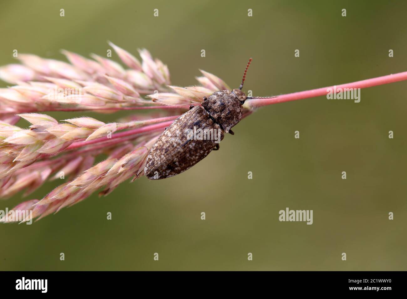 Grey mouse hi-res stock photography and images - Alamy