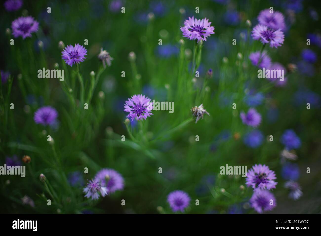 Purple cornflowers grow in the summer garden, closeup Stock Photo - Alamy